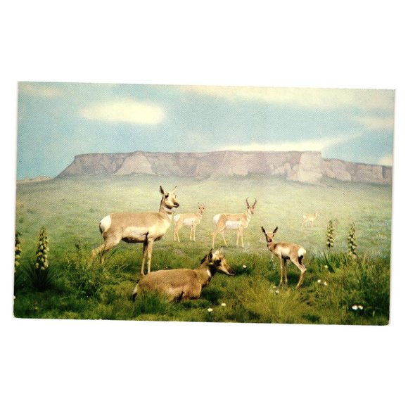 Pikes Peak Lithographing Co. | Accents | Vintage Postcard Denver Museum ...